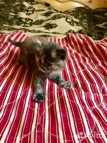 Отдам даром котёнка