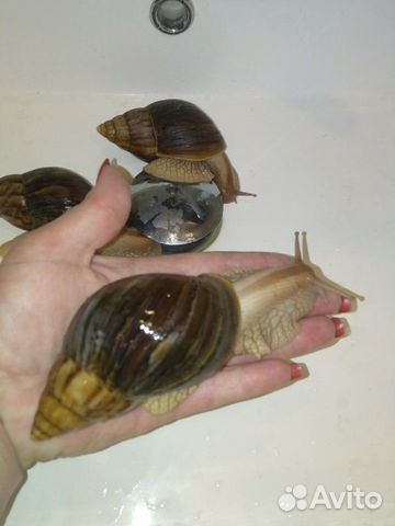 Улитка ахатина пантера