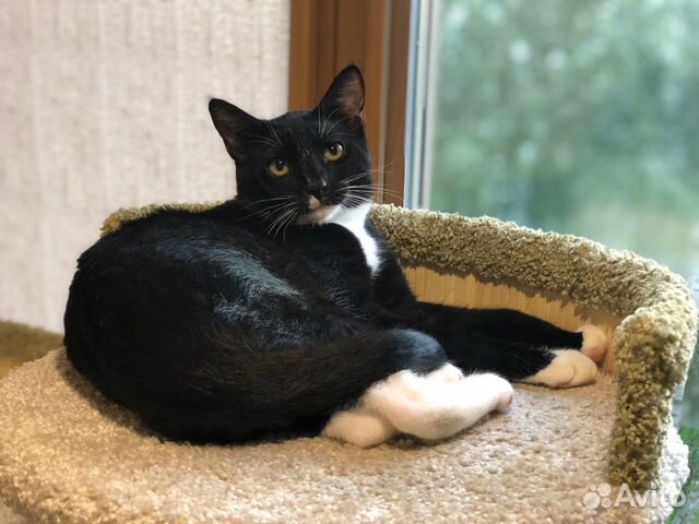 Замурчательный котик