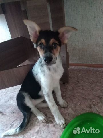 Щенок девочка 9 мес