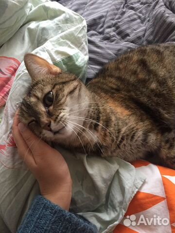 Домашняя кошка Буся 2 года