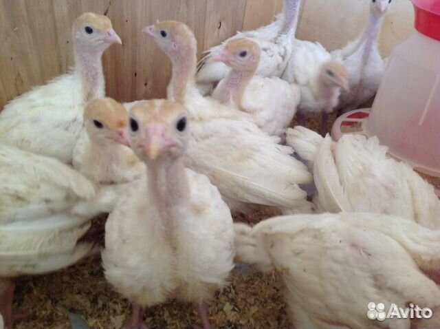 Месячные индюшата BIG6 на 11 апреля импорт