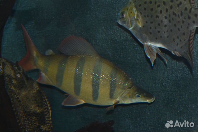 Дистиход (Distichodus lusosso)
