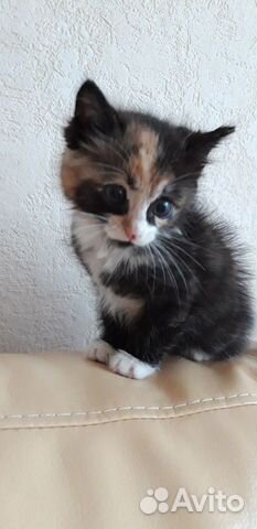 Котенок по имени.Бусинка, девочка 1 мес