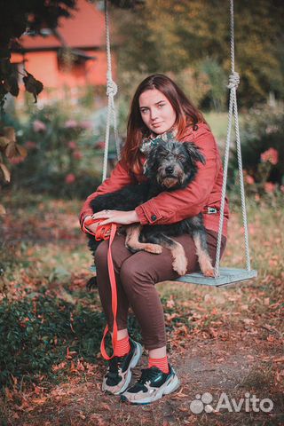 Чудесный молодой метис миттельшнауцера в дар