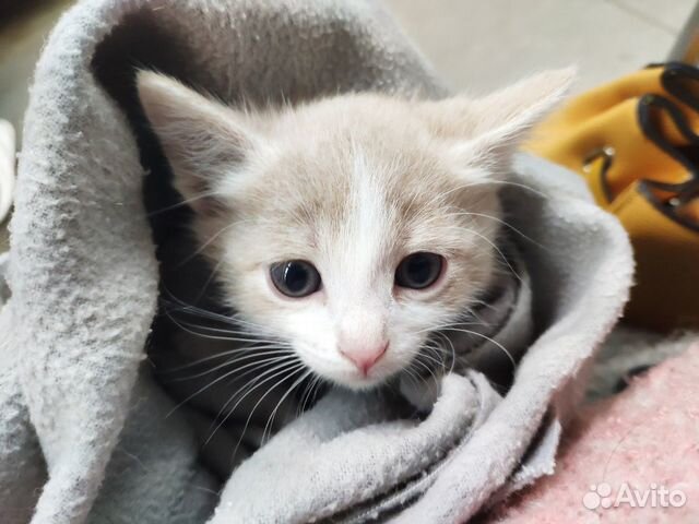 Котёнок (мальчик)