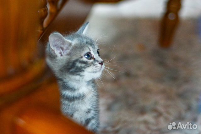 Отдам котят в хорошие руки