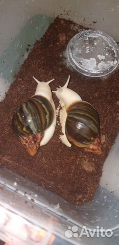 Улитки Архахатина Бенин