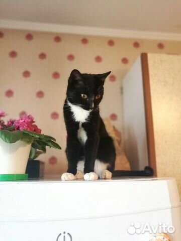 Кошечка в добрые руки