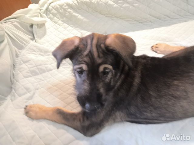 Метис ризеншнауцера