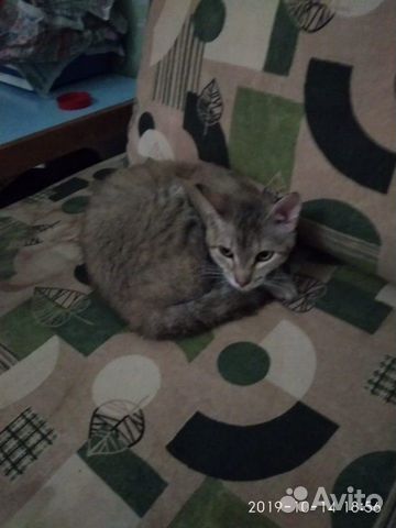 Отдадим кошку в добрые руки