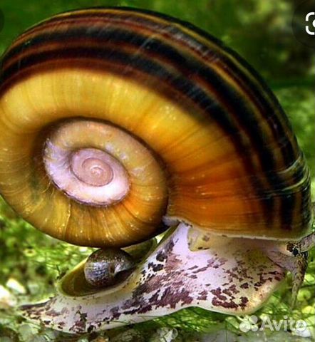 Аквариумная улитка Мариза