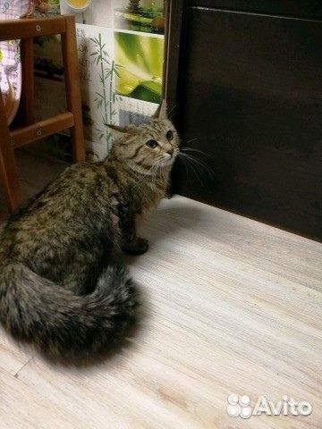 Пропала кошка, зовут Боня