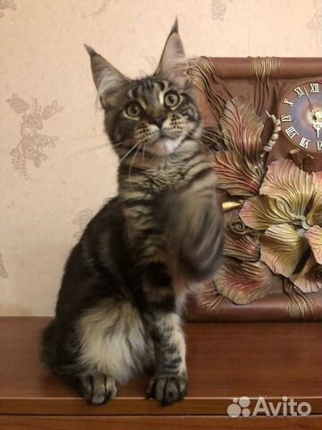 Кошка мейн кун