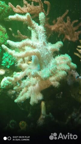 Морская рыба, коралы, беспозвоночные