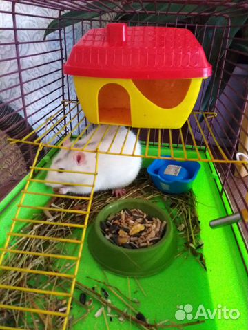 Крыса с клеткой