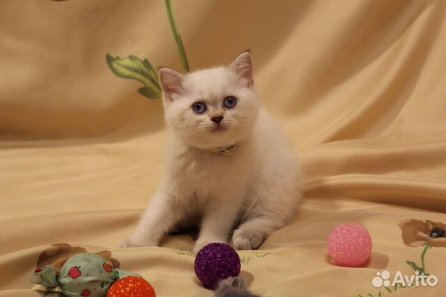Британские котята