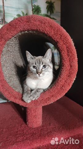 Отдам в добрые руки голубоглазую красавицу