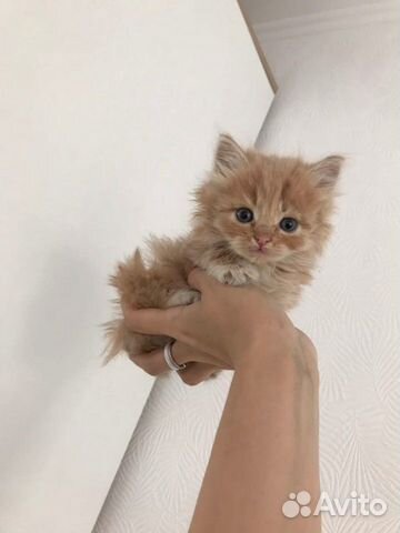 Котенок сибирский персикового окраса 2мес