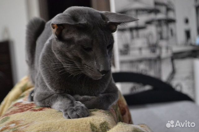 Вязка ориентал