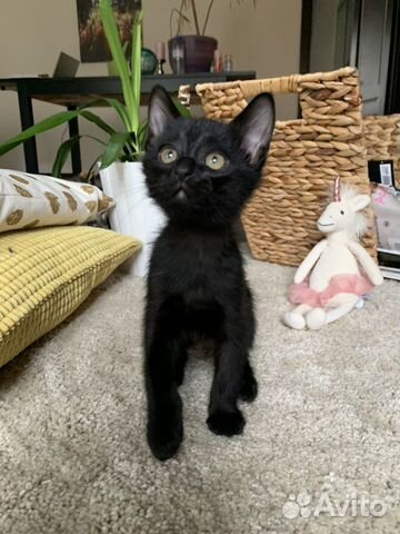 Счастливый котёнок Тимати в добрые руки