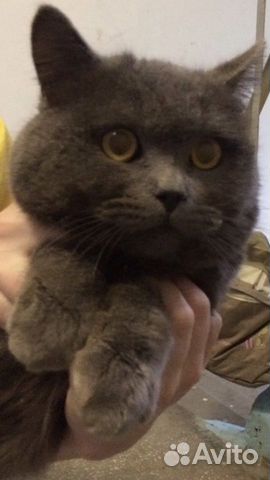 Кот британец