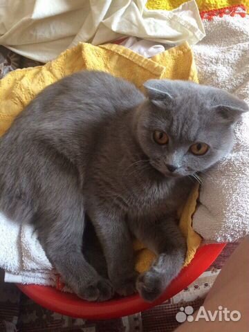 Отдам вислоухую британку