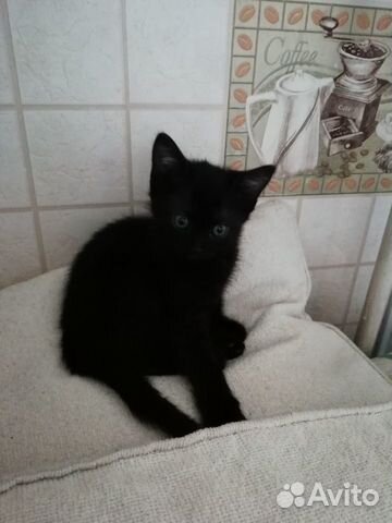 Чёрная кошечка