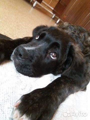 В добрые руки