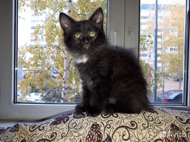 Кот-игрун в хорошие руки