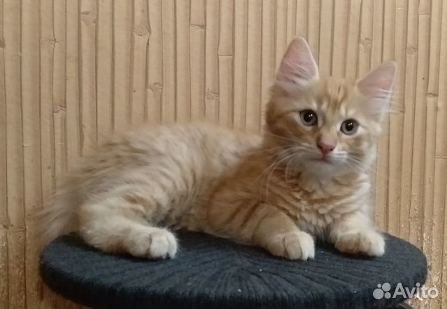 Котёнок породы Курильский бобтейл