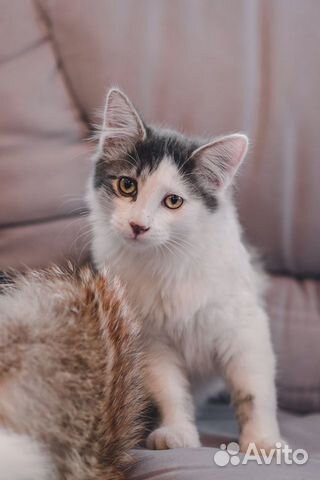 Котёнок Боня в поисках дома