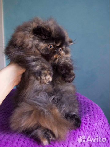 Шикарная персидская Девочка для ценителей породы