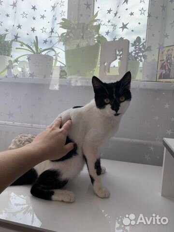 Малышка ищет нового хозяина