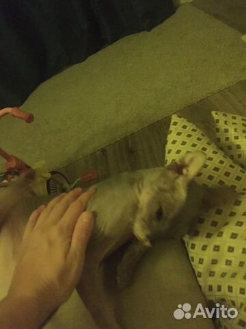 Вязка сфинкс донской девочка ищет мальчика