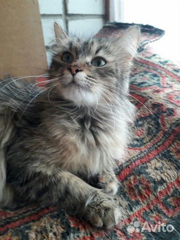 Кошка Серафима