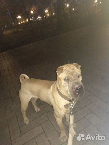 Шарпей 8 мес