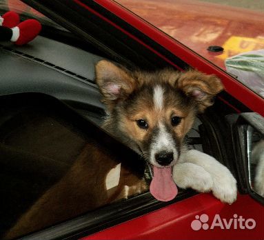 Щенячий патруль из двух щенков ищет дом