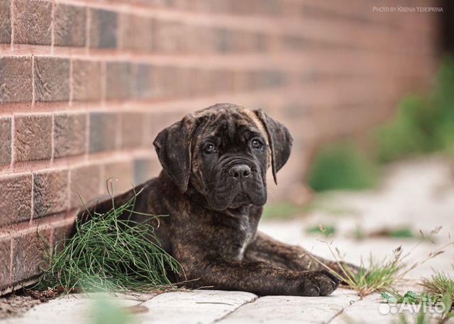 Кане корсо девочка Тигр