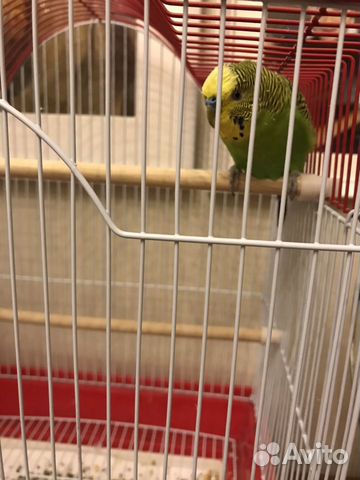 Попугай бесплатно отдадим