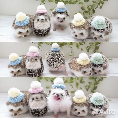 Ежата африканские ручные