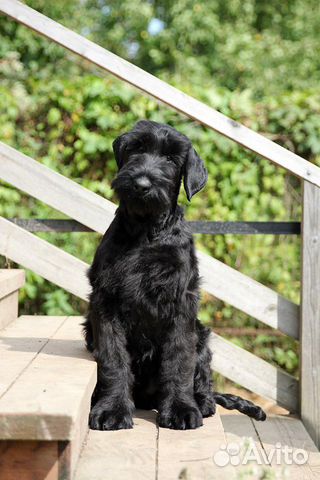 Щенки ризеншнауцера