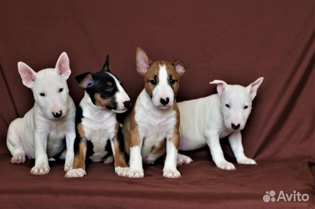 Щенки Миниатюрного бультерьера