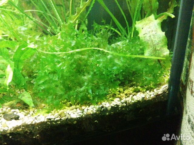 Прополка для нано-аквариуму