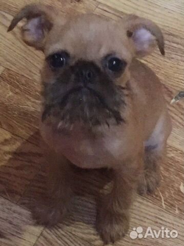 Малые гриффончики