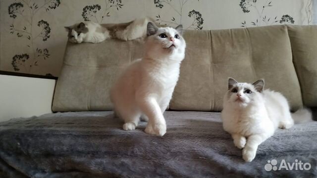 Котята Регдолл