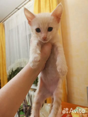 Ласкушик мальчишка