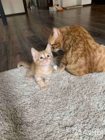Особенный котёнок Мистер Лапкин