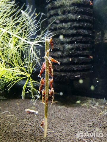 Galaxy Fishbone