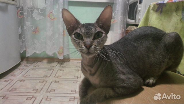 Очаровательные лысики